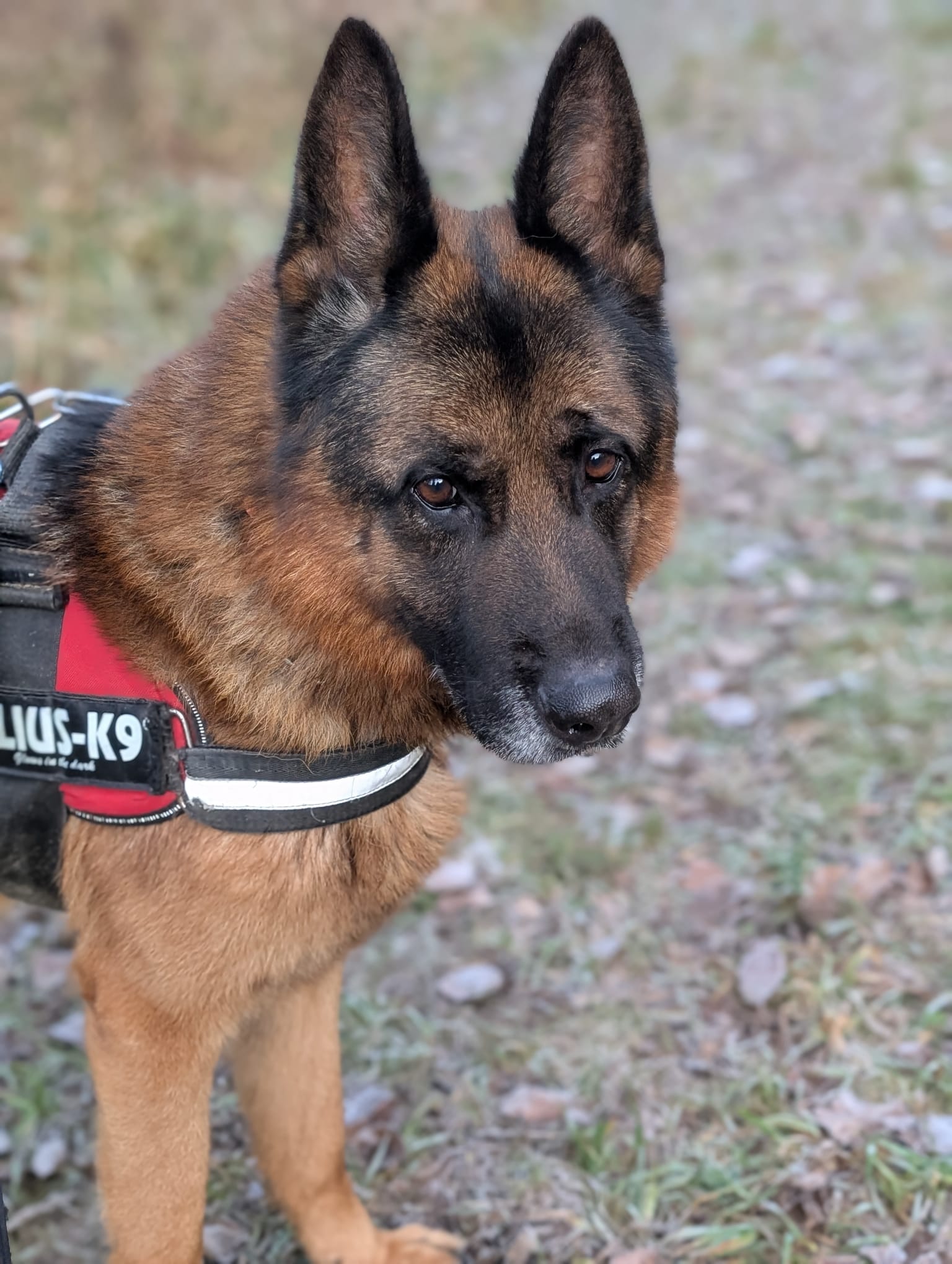 Spa Besancon Chien A Adopter